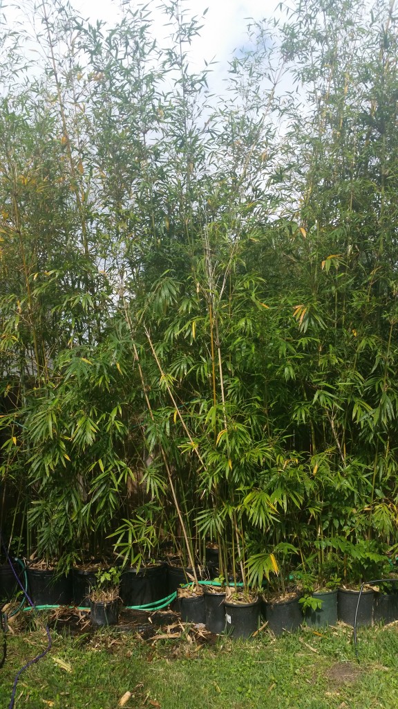 Weaver’s Bamboo “Bambusa textilis” clumping bamboo for sale